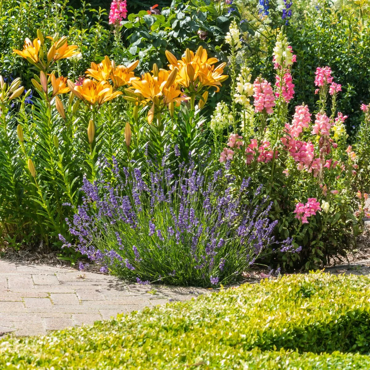 15 Creative Ideas For Landscaping With Lavender