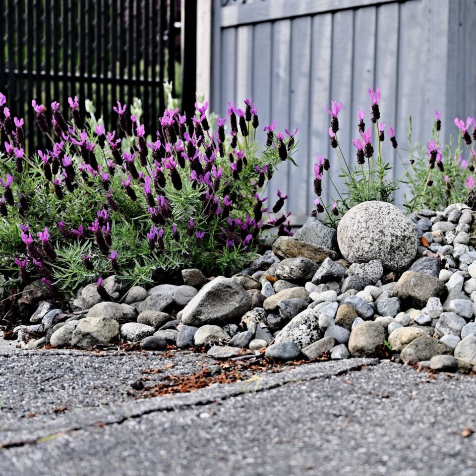 15 Creative Ideas For Landscaping With Lavender
