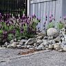 15 Creative Ideas For Landscaping With Lavender