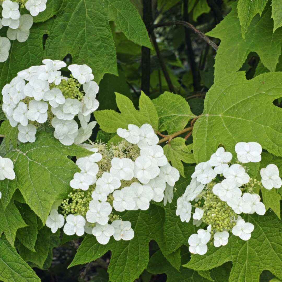 The 6 Most Popular Types Of Hydrangeas To Choose For Your Garden
