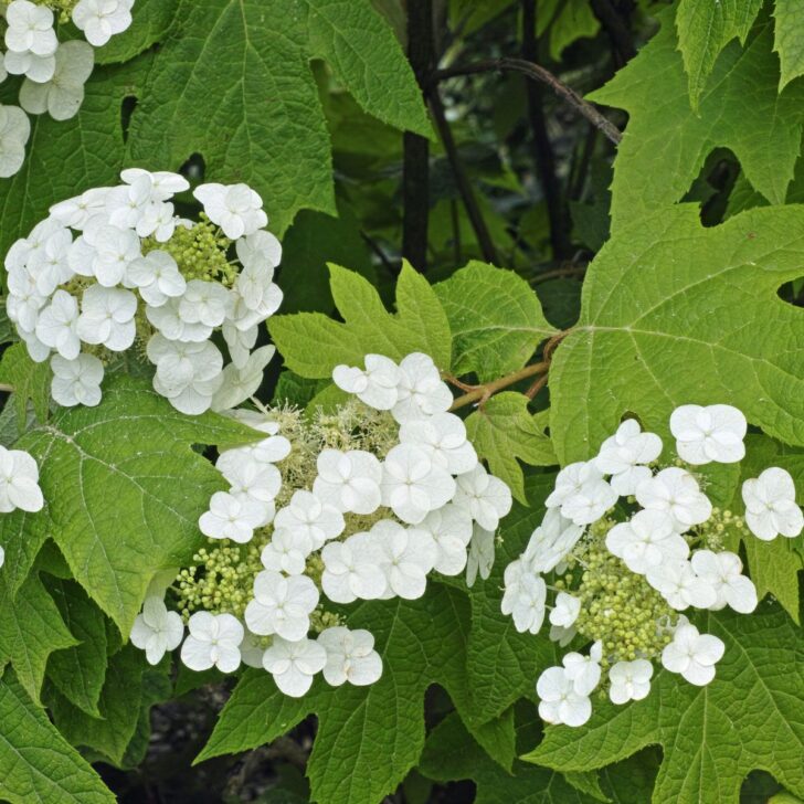 The 6 Most Popular Types Of Hydrangeas To Choose For Your Garden