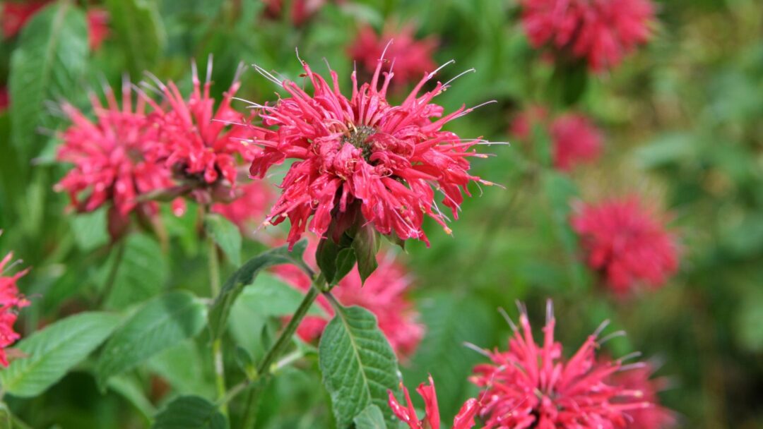 18 Beautiful Flowers That Start With B