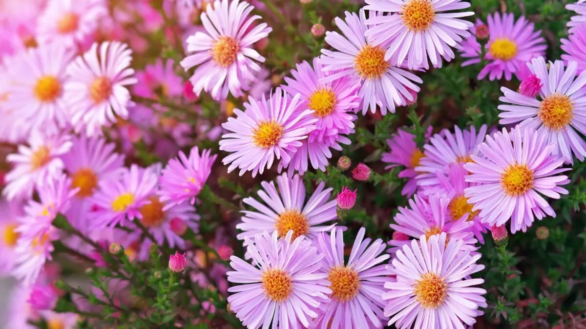 25 Delightful Pink Perennial Flowers For Your Garden