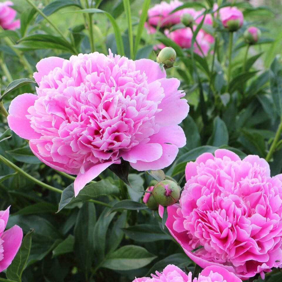 25 Delightful Pink Perennial Flowers For Your Garden