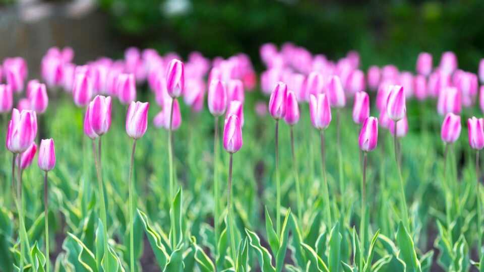 8 Tulip Varieties That Will Delight Your Senses