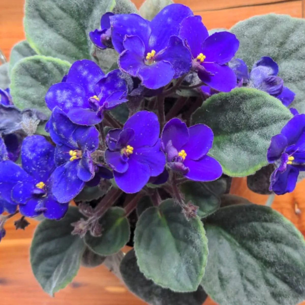 How To Grow African Violets That Thrive Year-Round