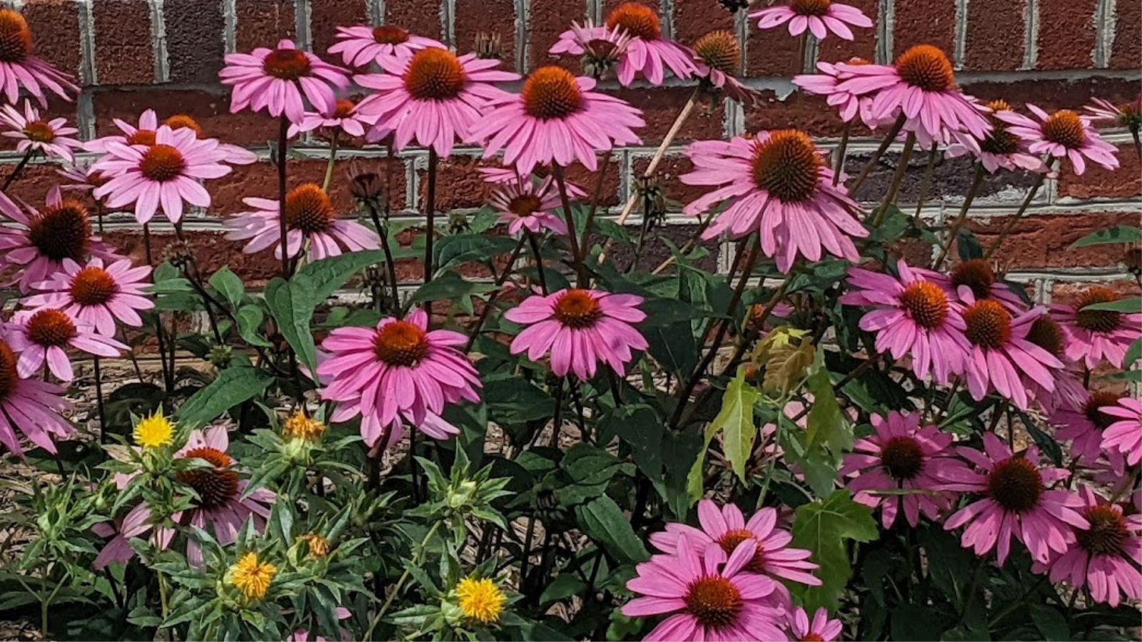 10 Drought-Tolerant Flowers For A Vibrant Low-Maintenance Garden