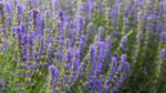 9 Plants With Flowers That Look Like Lavender