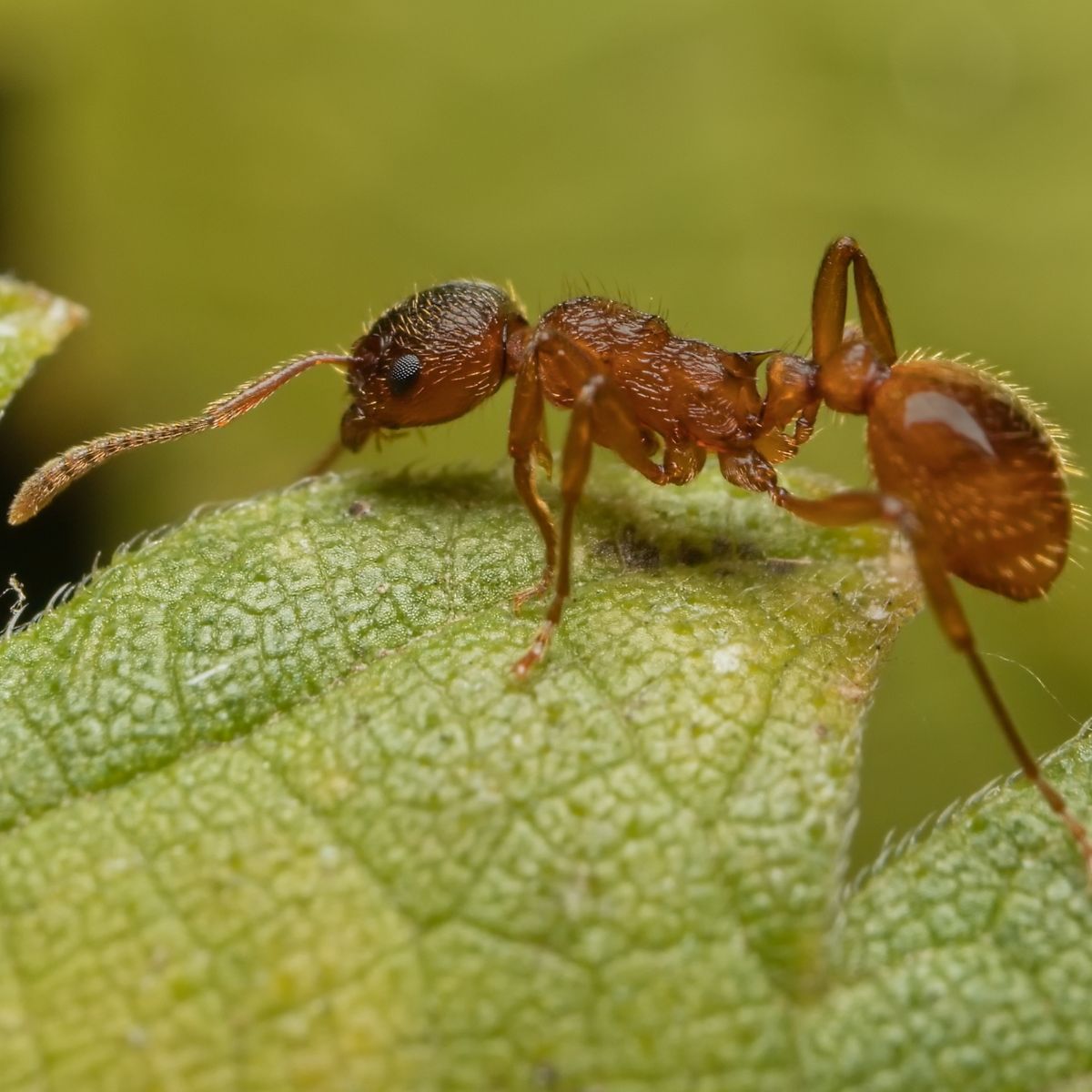 How To Get Rid Of Red Ants In The Garden? Better Yet, Should You?