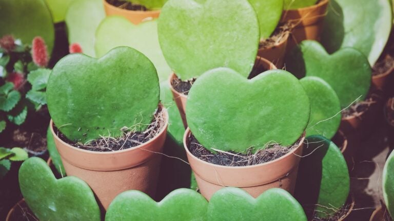 27 Succulents Varieties That Look Amazing At Home