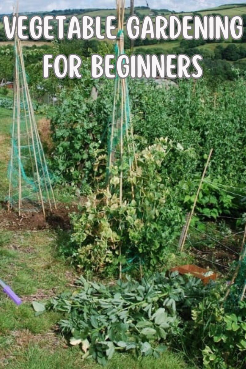 Vegetable Gardening For Beginners - A Complete Guide