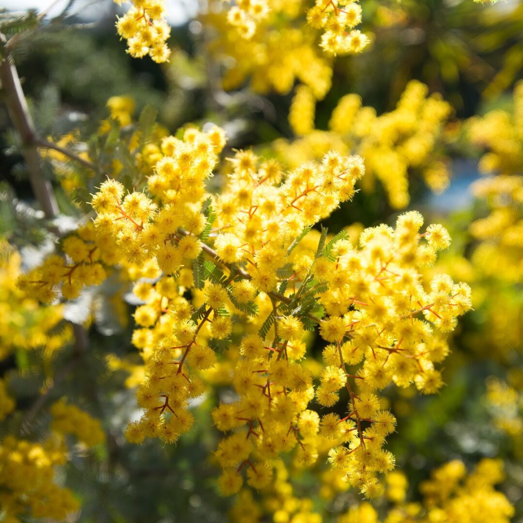 11 Yellow Spring Flowers To Make Your Garden Pop