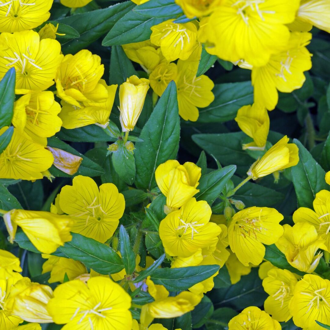 11 Yellow Spring Flowers To Make Your Garden Pop