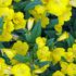 11 Yellow Spring Flowers To Make Your Garden Pop