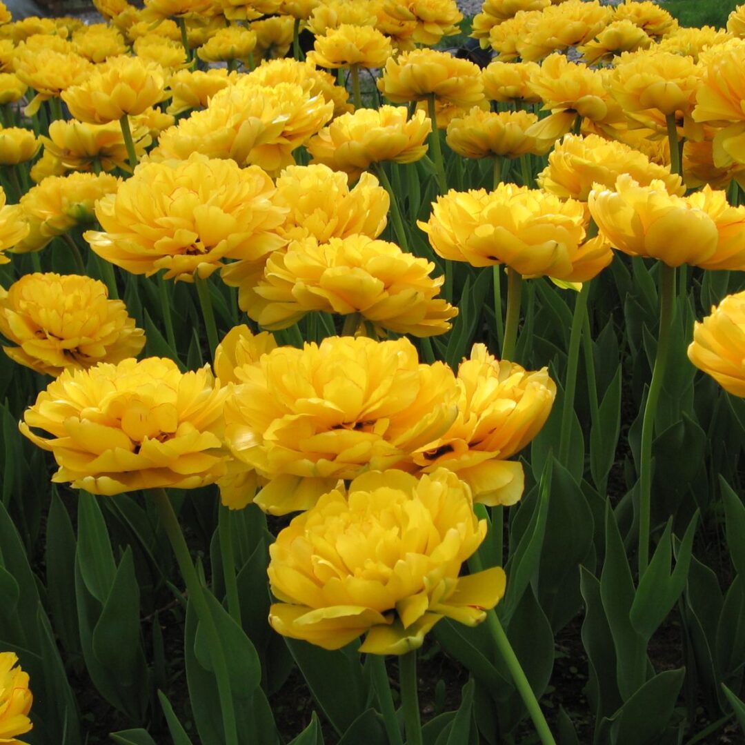 11 Yellow Spring Flowers To Make Your Garden Pop