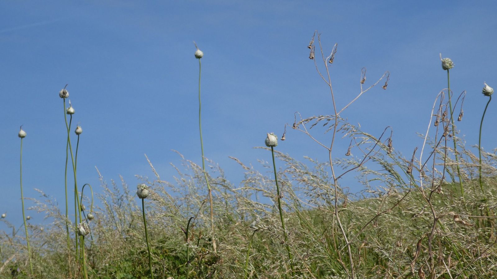 How To Get Rid Of Onion Grass - 3 Easy Methods