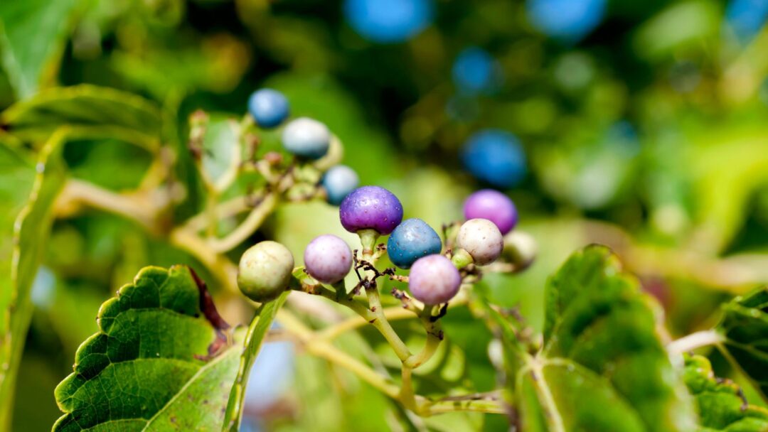 11 Invasive Plants In New Jersey (And 26 To Plant Instead)