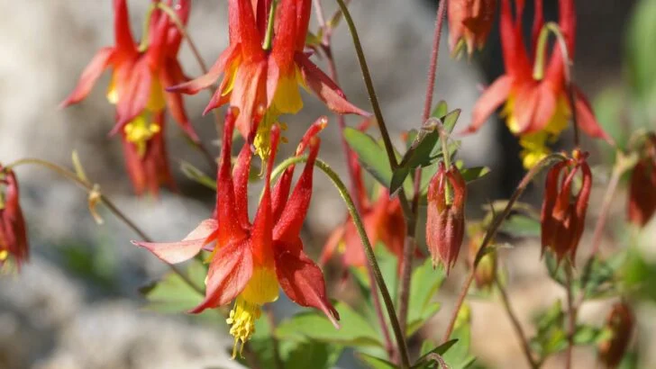 11 Vibrant Perennial Red Flowers Everyone Is Planting This Season