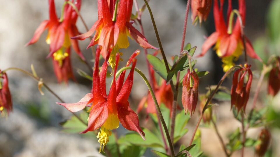 11 Vibrant Perennial Red Flowers Everyone Is Planting This Season