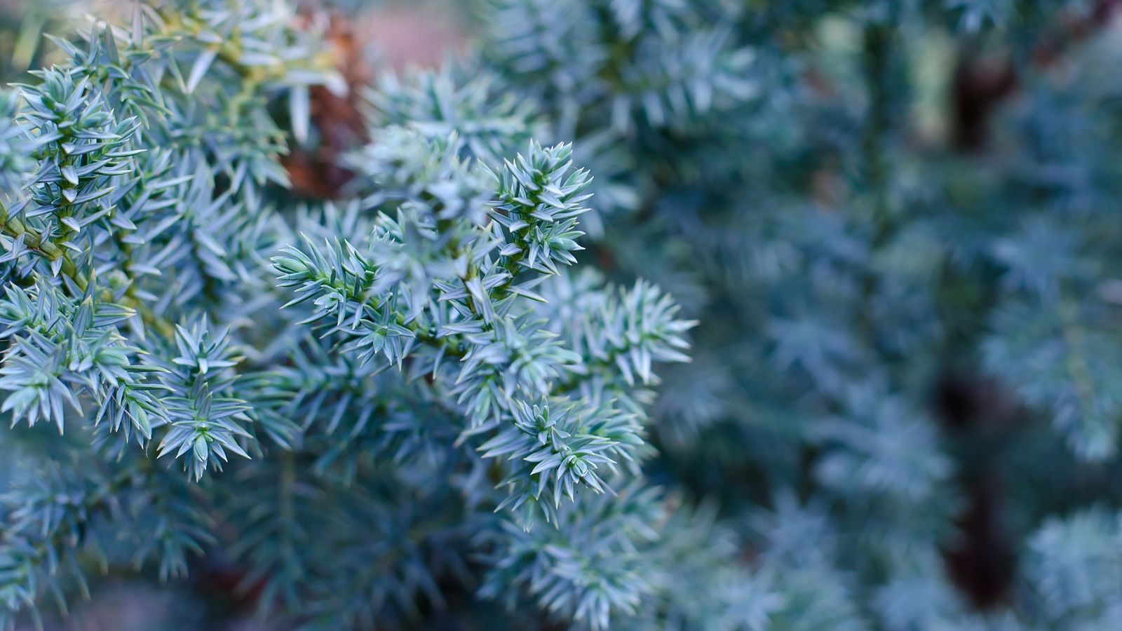 10 Great Ground Cover Plants For Slopes