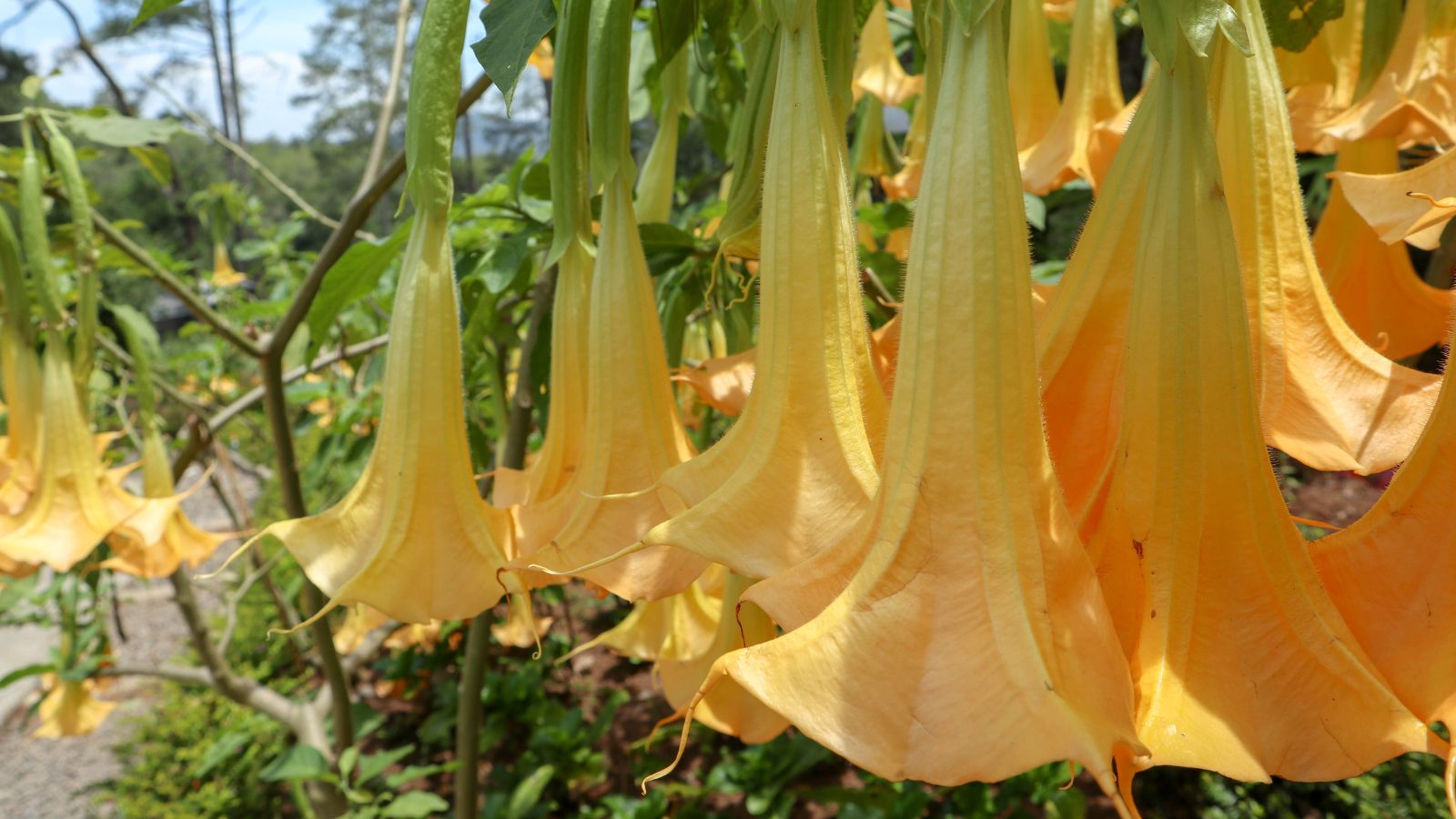 15 Stunning Yellow Flowering Trees For Your Yard
