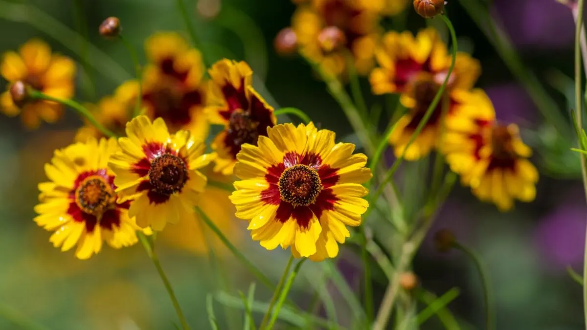 21 Long-Blooming Perennial Flowers For A Gorgeous Care-Free Garden