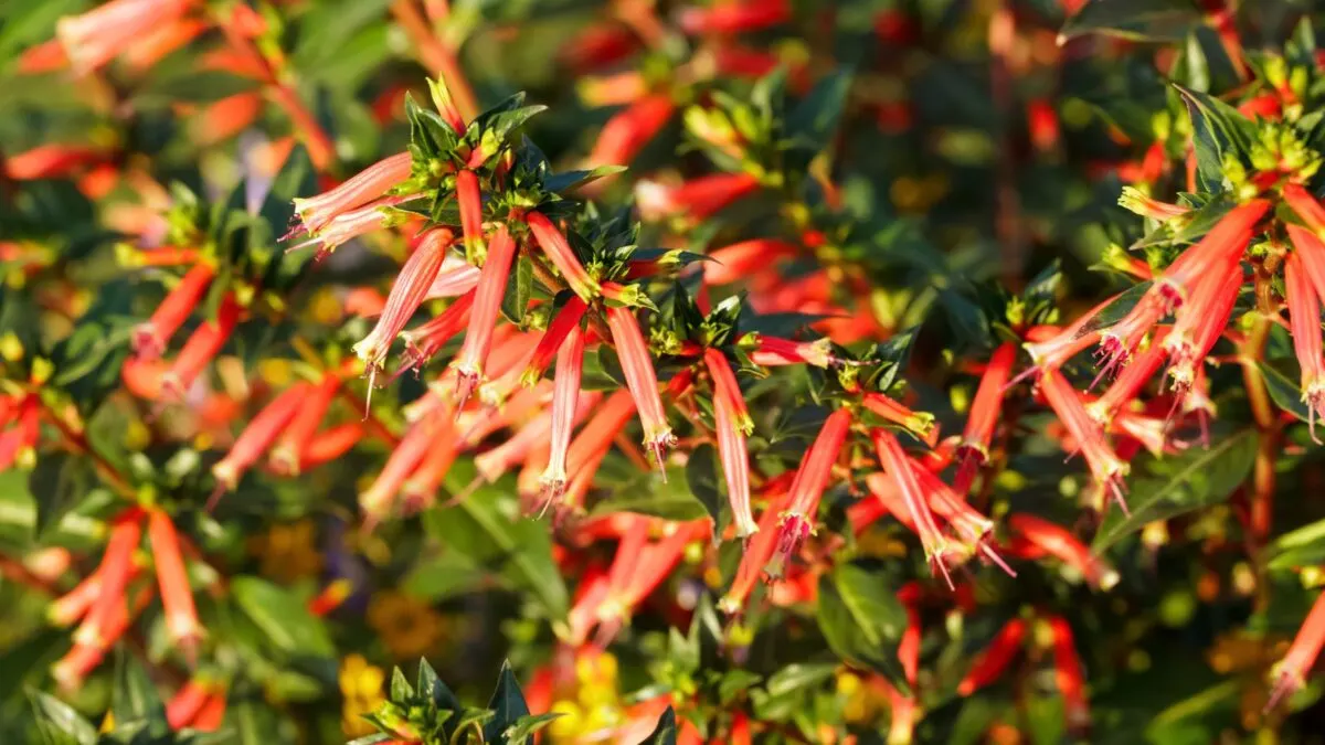 11 Vibrant Annual Flowers That Attract Hummingbirds