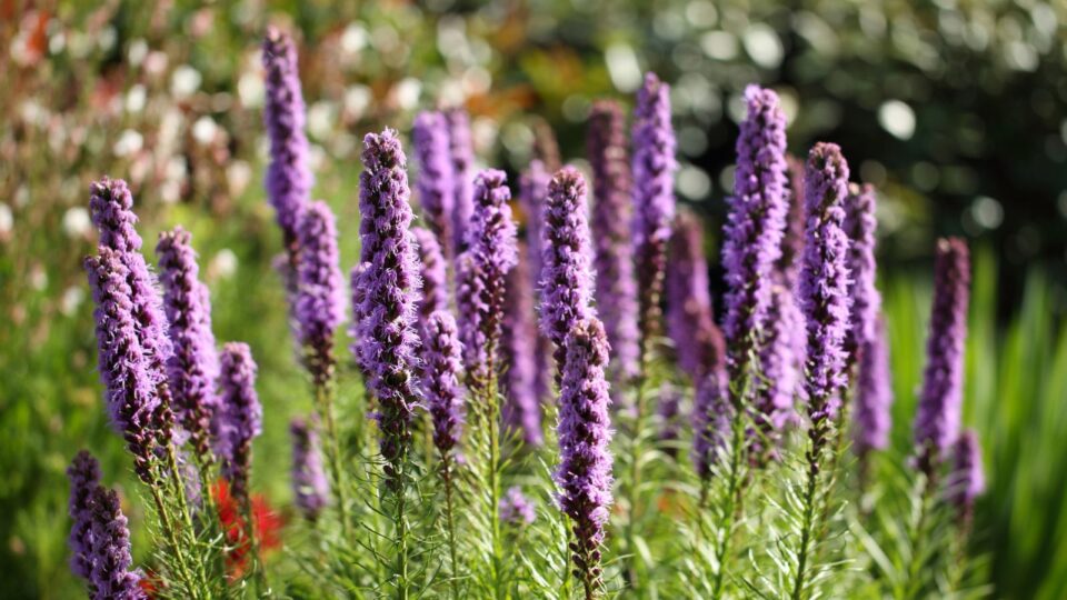 18 Beautiful Flowers That Start With B