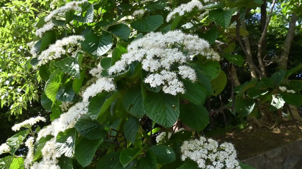 11 Invasive Plants In New Jersey (And 26 To Plant Instead)