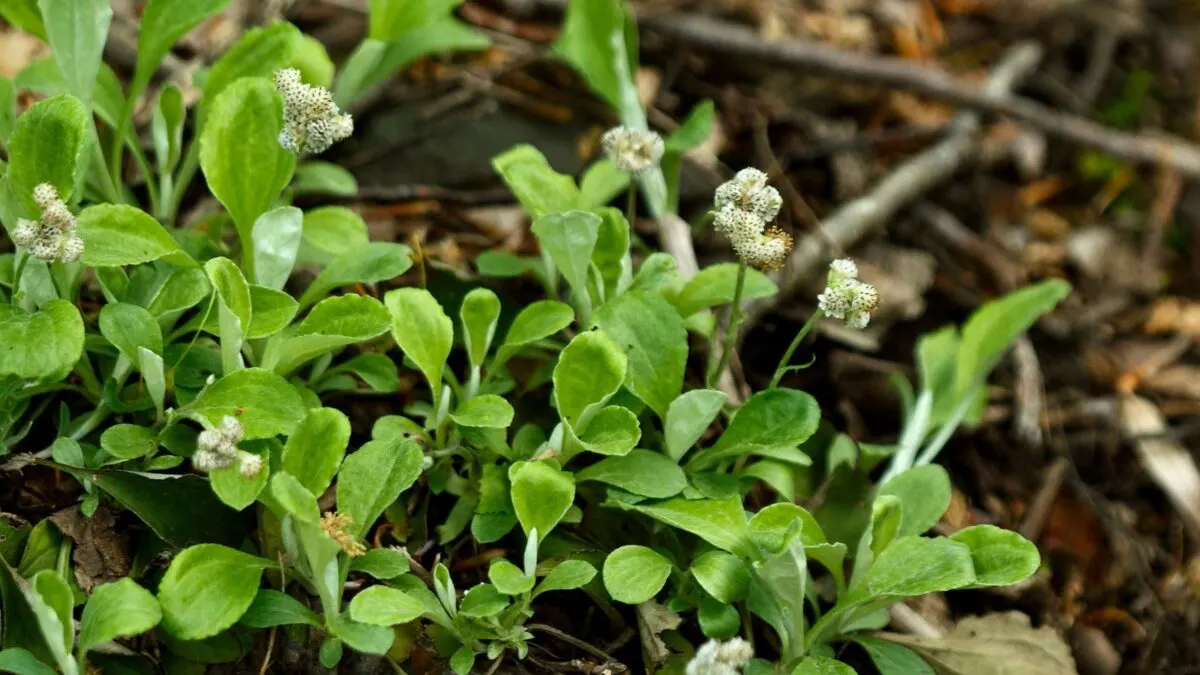10 Great Ground Cover Plants For Slopes