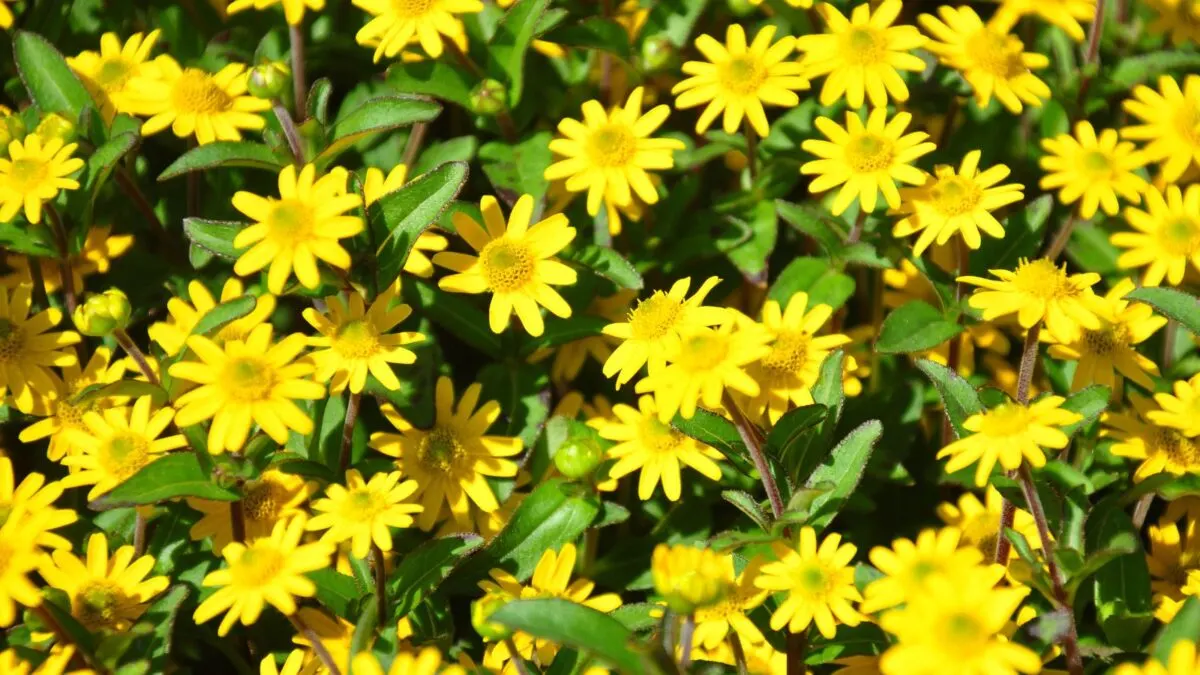 10 Long Lasting Annual Flowers For Blooms All Season