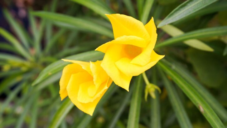 Stunning Yellow Flowering Trees For Your Yard