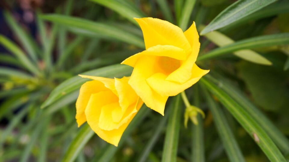 Stunning Yellow Flowering Trees For Your Yard