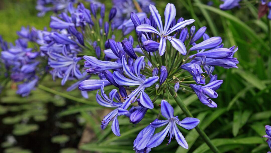 27 Bright And Colorful Flowers With Pictures