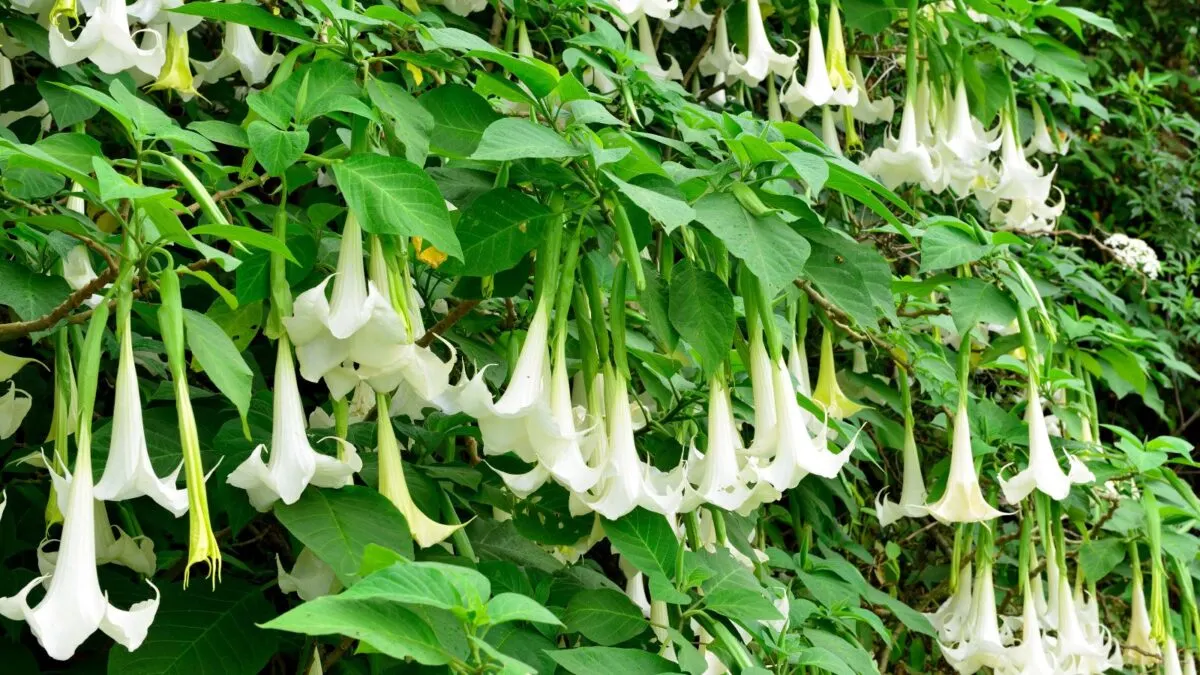 The 10 Best Night Blooming Flowers For The Dreamiest Moon Garden