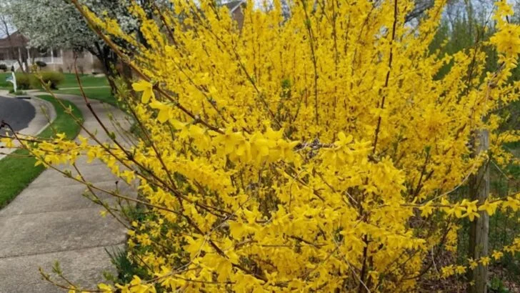 11 Yellow Spring Flowers To Make Your Garden Pop