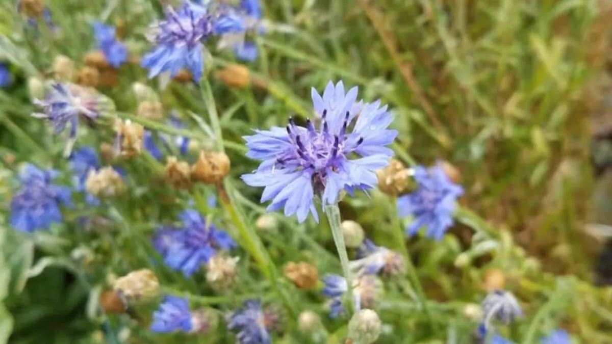 Bring Calm To The Garden With 11 Beautiful Annual Blue Flowers