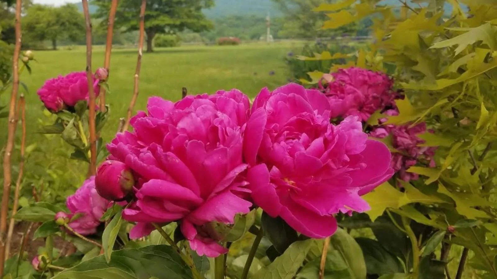 27 Bright And Colorful Flowers With Pictures