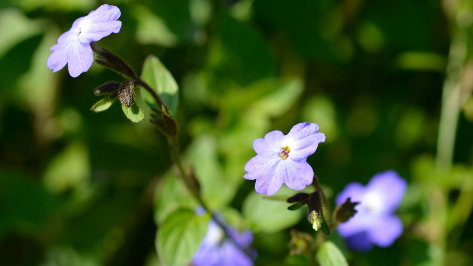 Bring Calm To The Garden With 11 Beautiful Annual Blue Flowers
