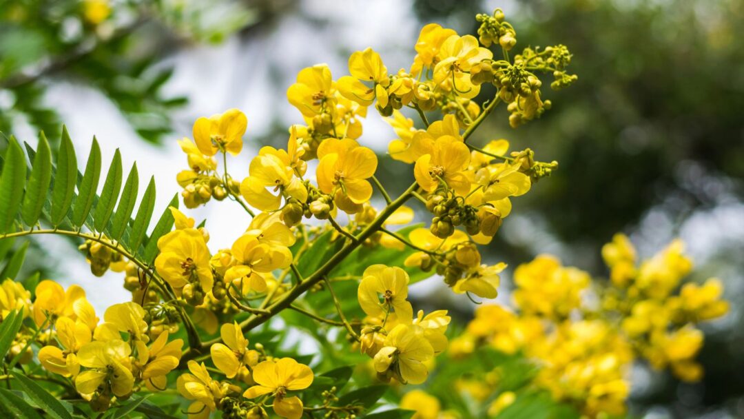 Stunning Yellow Flowering Trees For Your Yard