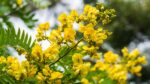 15 Stunning Yellow Flowering Trees For Your Yard