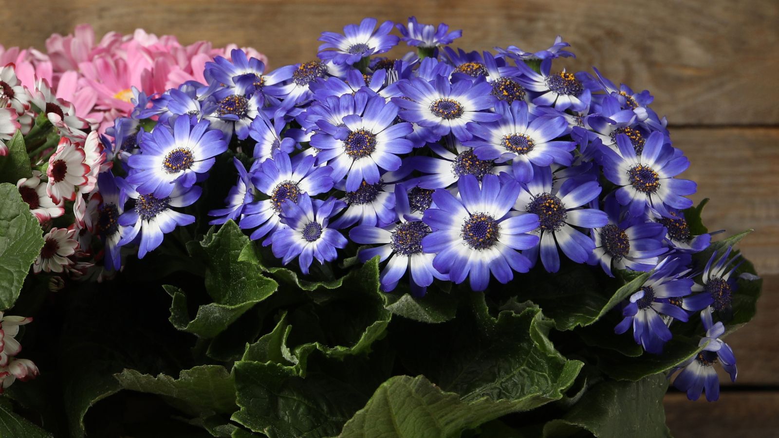 11 Stunning Annual Bi-color Flowers You’ll Love