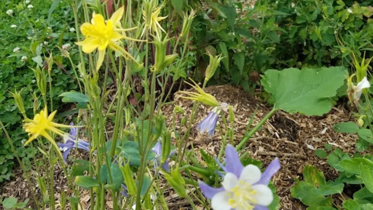 Landscaping Under Black Walnut Trees: 64 Pretty Flowers And Other ...