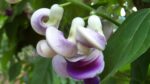 12 Fragrant Annual Flowers