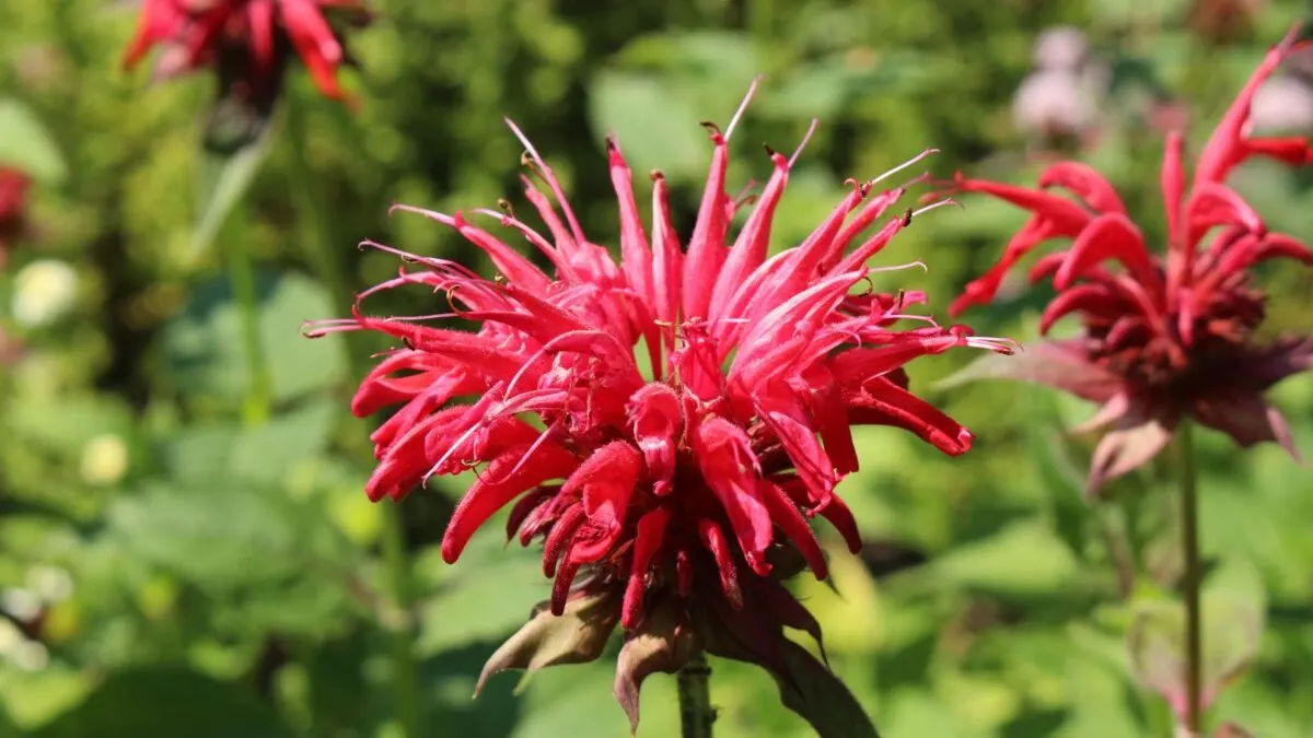 11 Vibrant Perennial Red Flowers Everyone Is Planting This Season