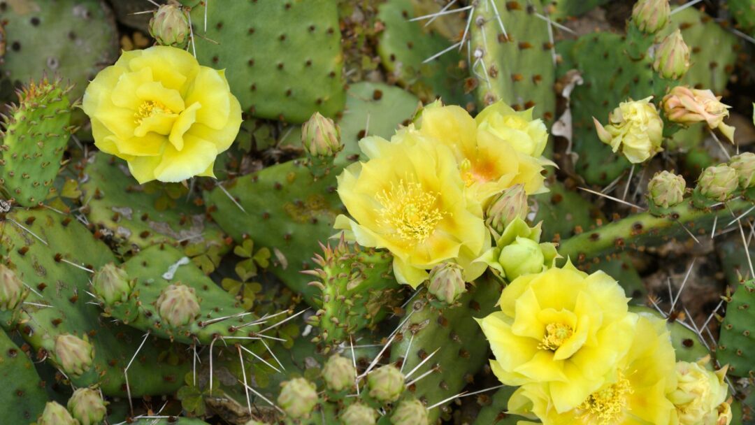11 Perennial Yellow Flowers To Add Sunshine To Your Garden