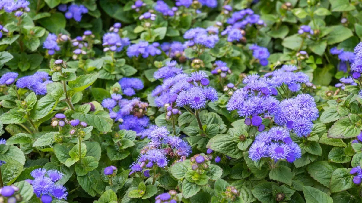 10 Long Lasting Annual Flowers For Blooms All Season