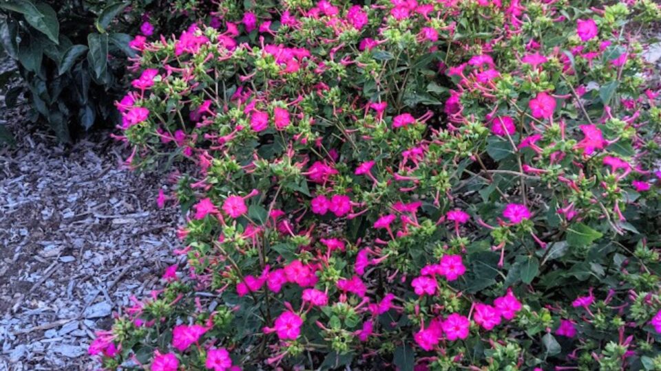Create A Dreamy Moon Garden With These Beautiful Night Bloomers