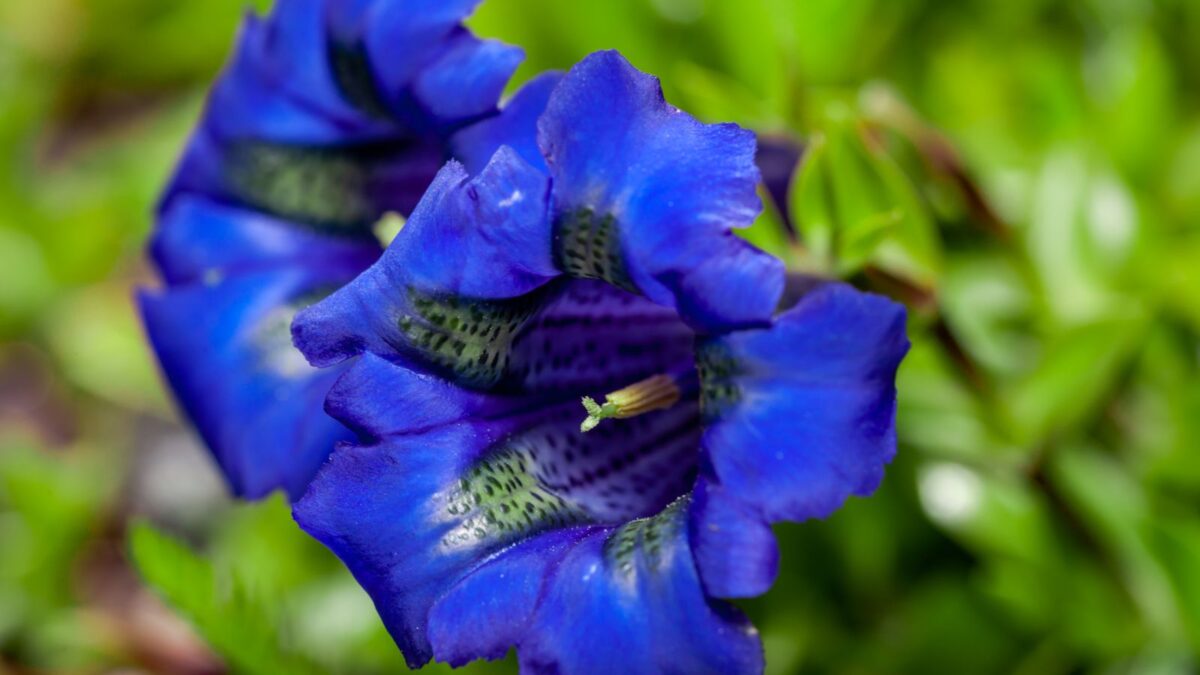 Bring Calm To The Garden With 11 Beautiful Annual Blue Flowers