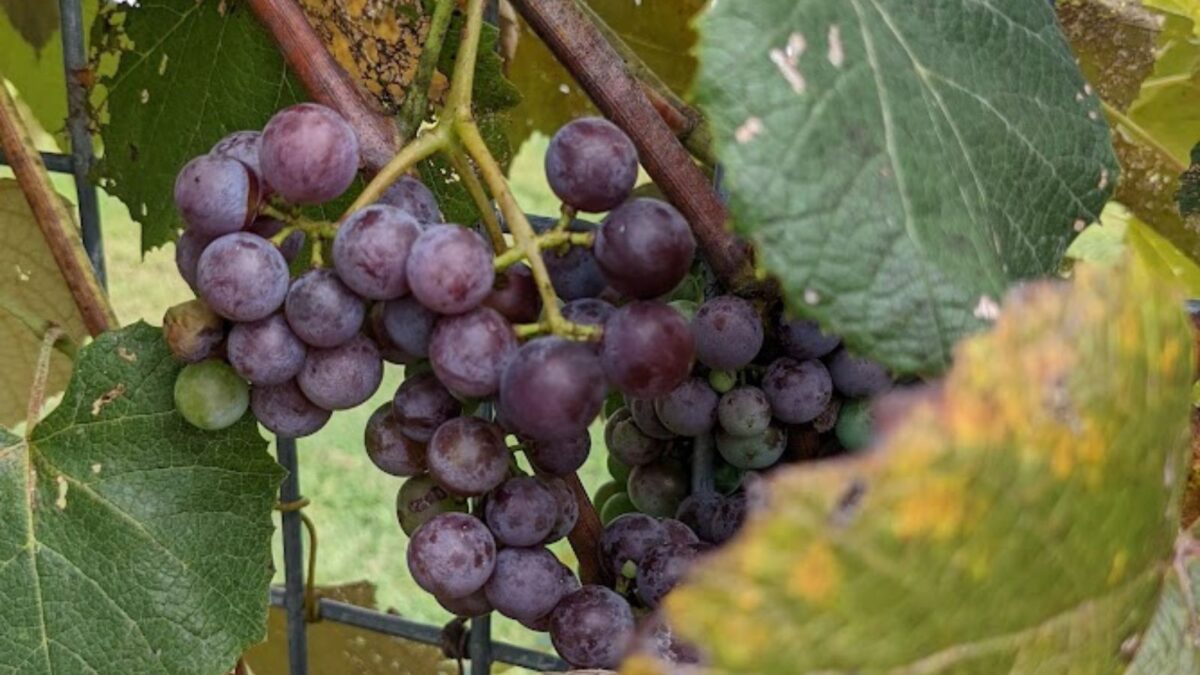 These Fruiting Vines Turn Fences And Trellises Into Edible Gardens